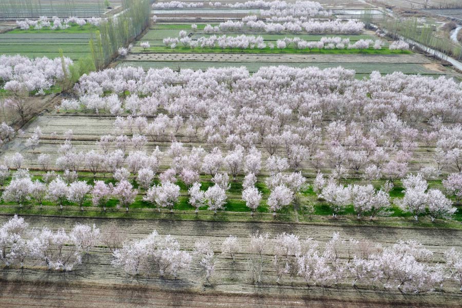 Discover Beautiful China in Spring Blossom (Ⅲ) | Study In China