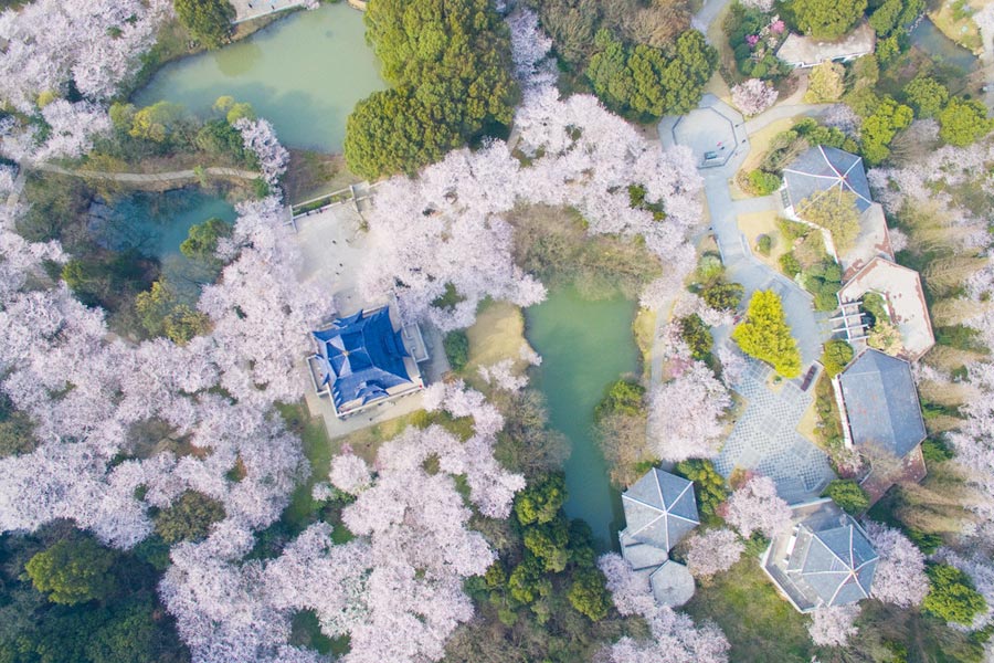 Discover Beautiful China in Spring Blossom (I) | Study In China