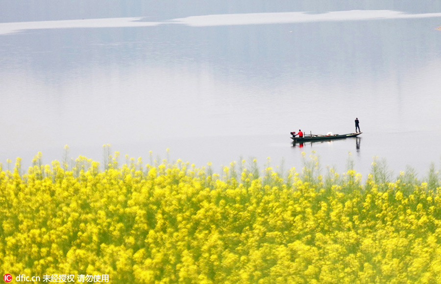 Discover Beautiful China in Spring Blossom (IV) | Study In China