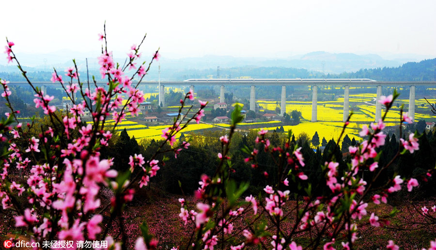 Discover Beautiful China in Spring Blossom (IV) | Study In China