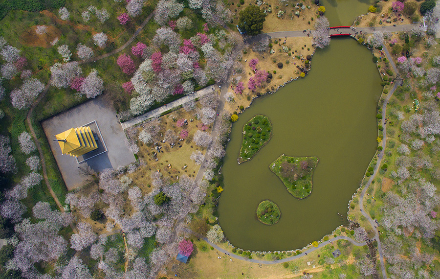 Discover Beautiful China in Spring Blossom (V) | Study In China