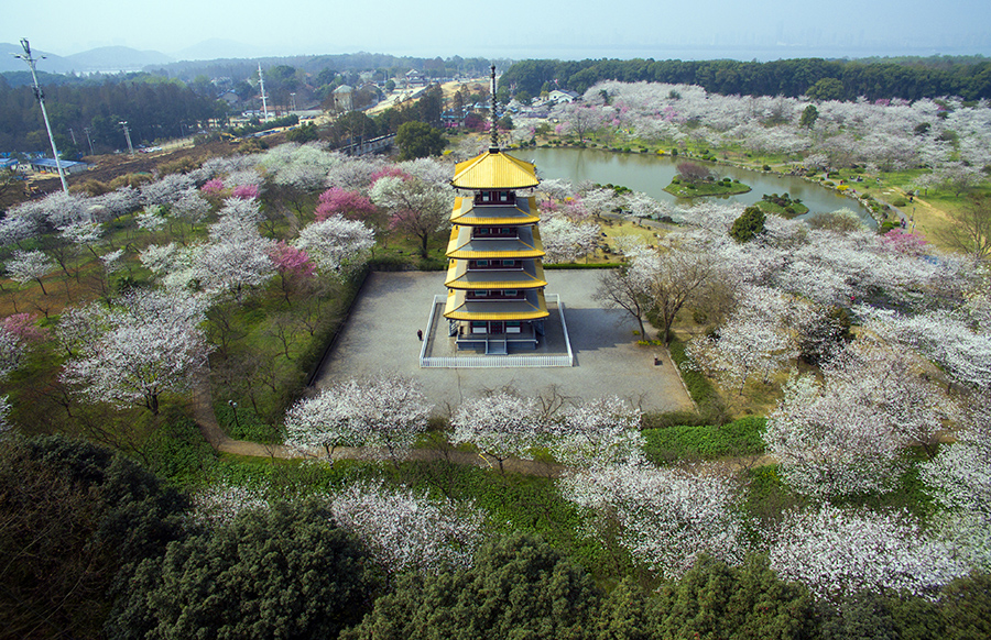 Discover Beautiful China in Spring Blossom (V) | Study In China