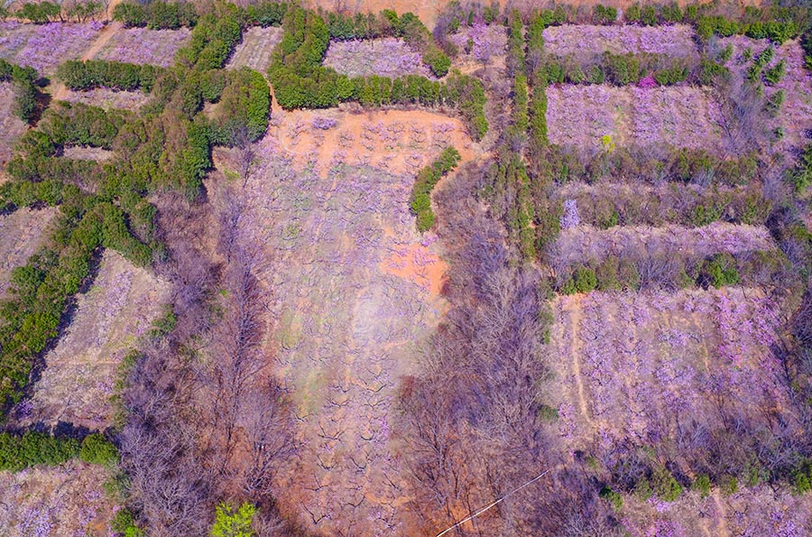 Discover Beautiful China in Spring Blossom (V) | Study In China
