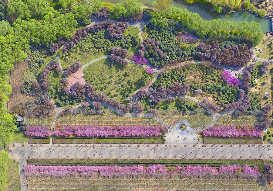 Discover Beautiful China in Spring Blossom (V) | Study In China