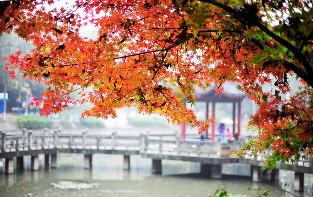 Five Places in China to Get that Perfect Autumn Feeling | Study In China